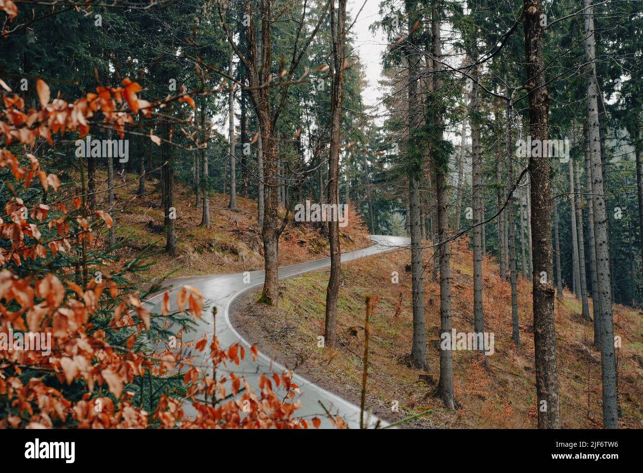 Scenic mountain winding road after rain through forest. Empty wet ...