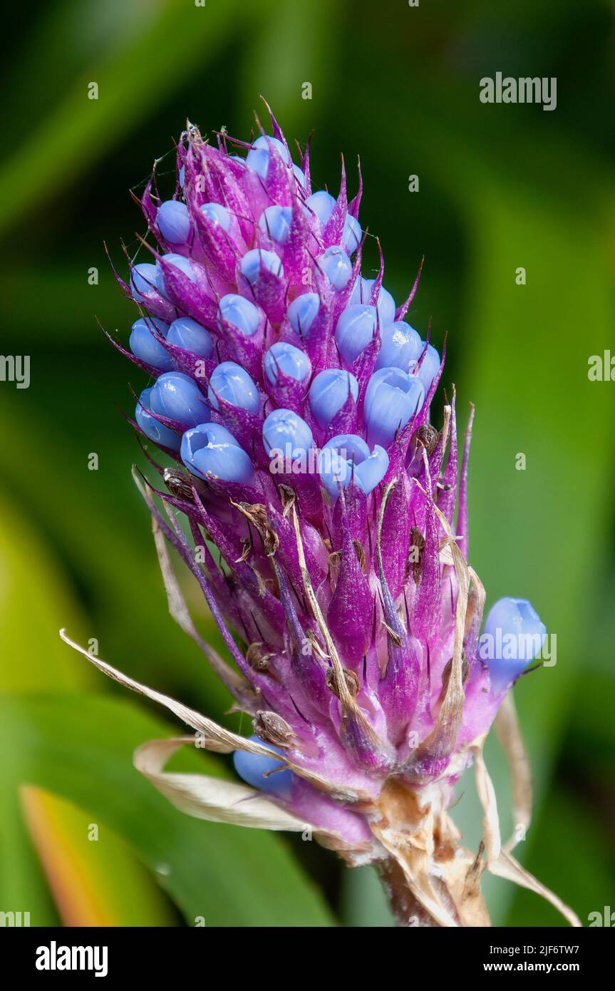 Sydney Australia, mauve flower stem of a aechmea cylindrata bromeliad ...