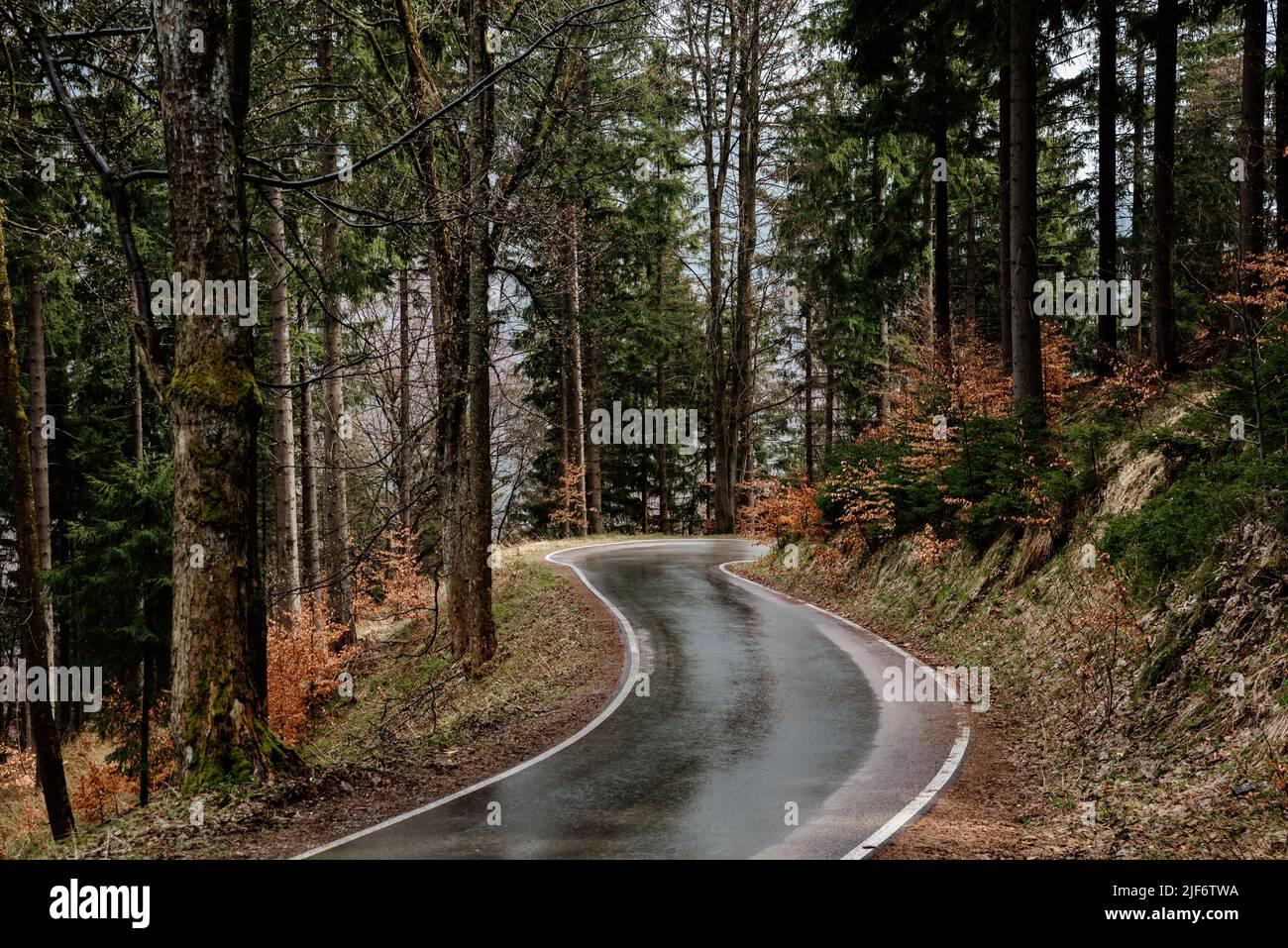 Scenic mountain winding road after rain through autumn forest. Empty ...