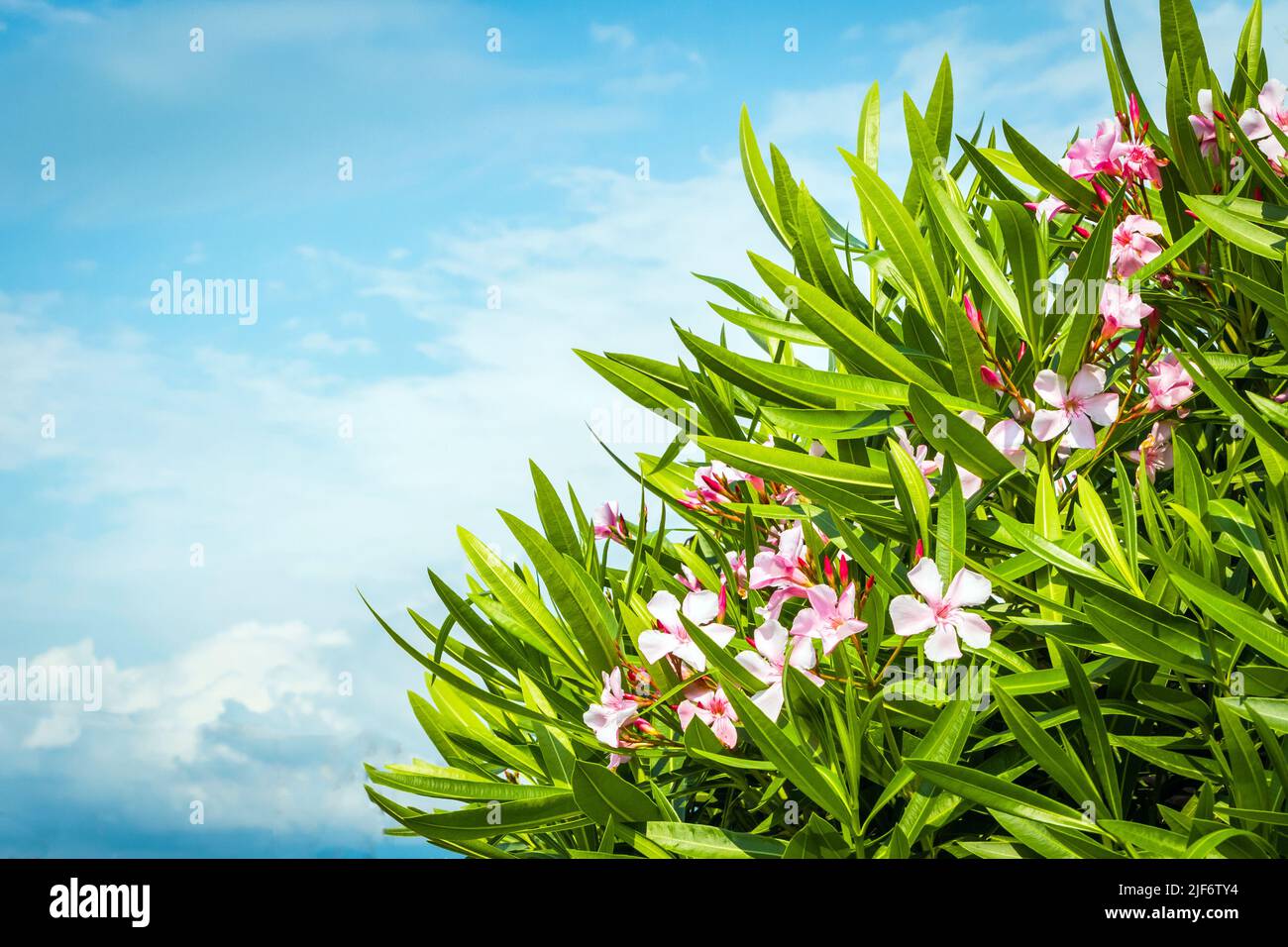 Oleander bushes pink flowers hi-res stock photography and images - Alamy