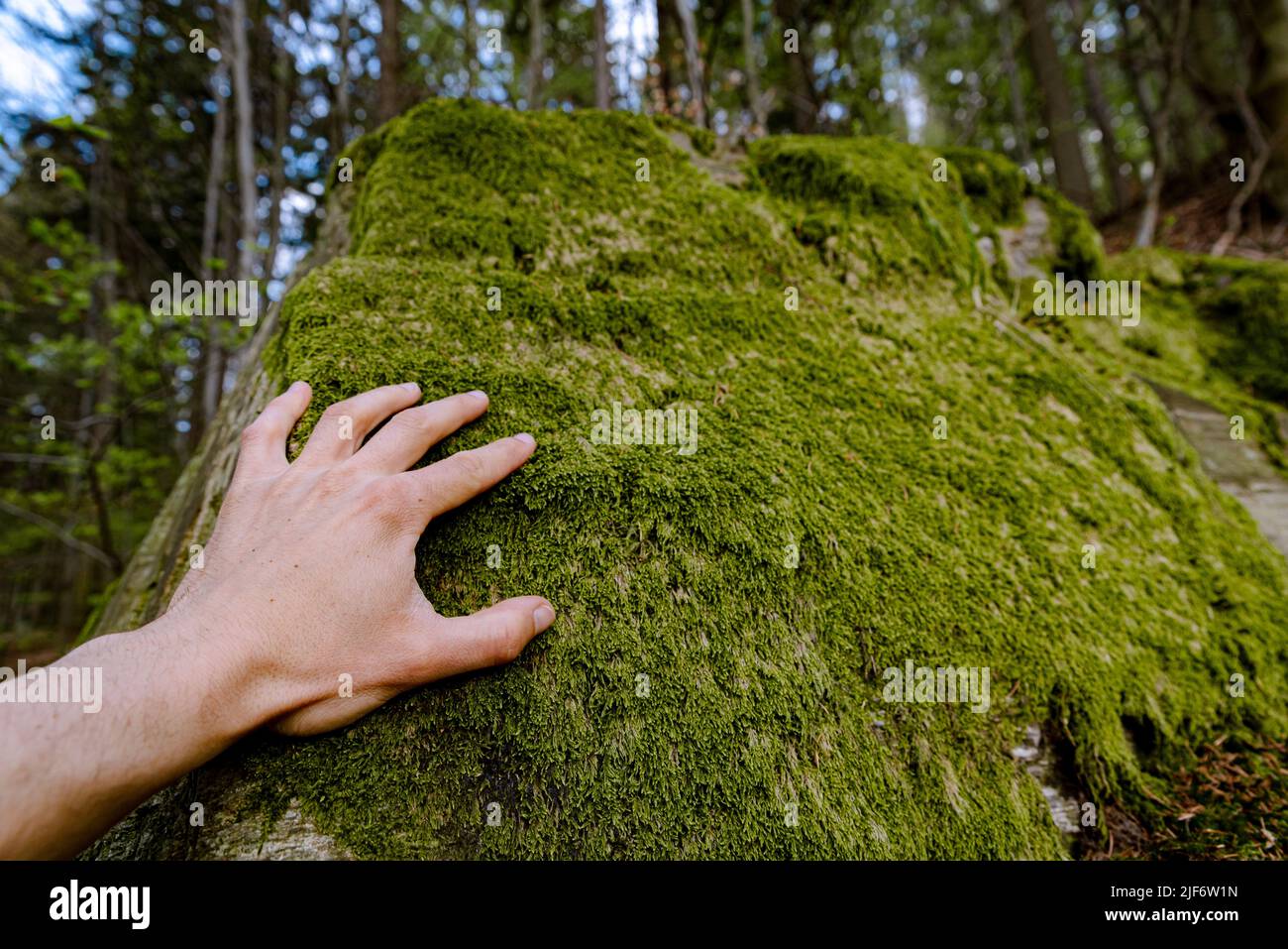 Man hand touching green moss growing in forest. Protect nature and save ...