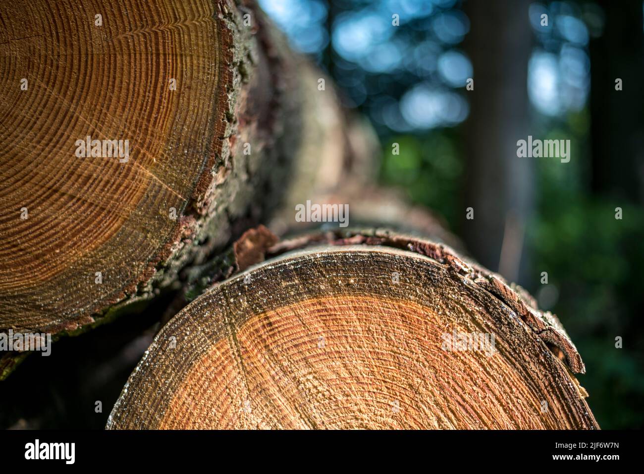 Sawed off logs lie by the roadside Stock Photo - Alamy