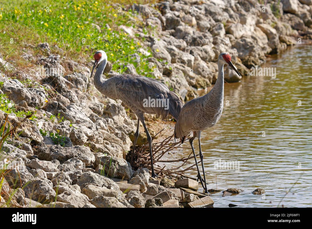 Sandhill crane pair, Grus canadensis, elegant birds, standing, water ...