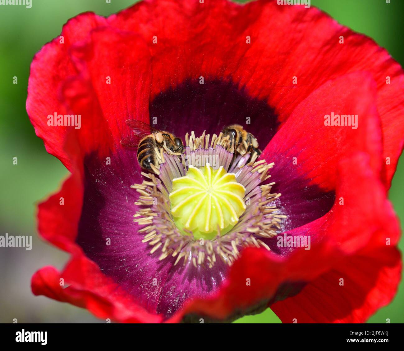 Poppy & Bee Stock Photo - Alamy