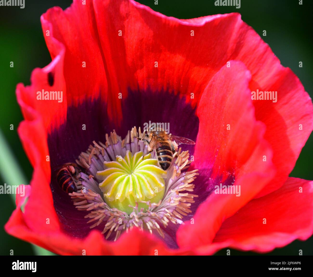 Poppy & Bee Stock Photo - Alamy