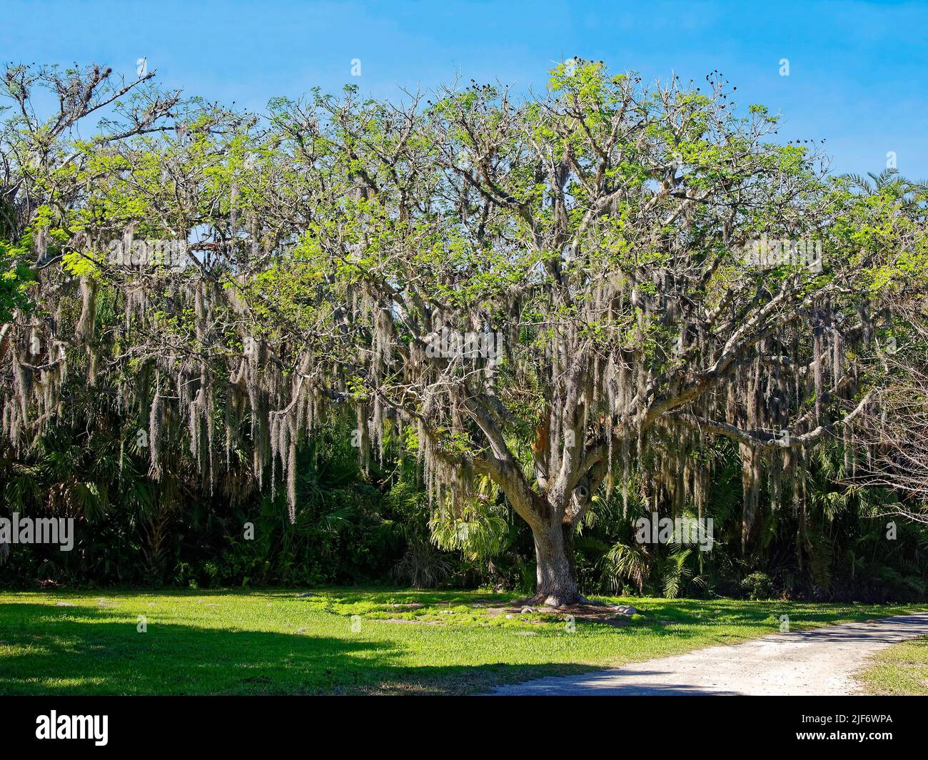 Guanacaste tree, Ear Tree, broad, spreading, Enterolobium cyclocarpum ...