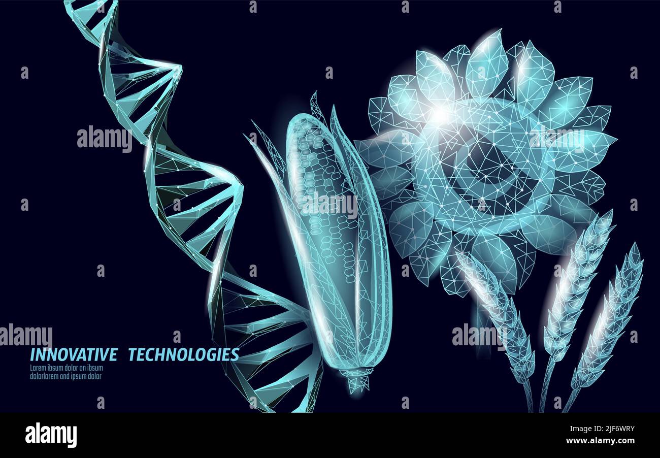 GMO wheat gene modified plant. Corn sunflower biology genetics ...