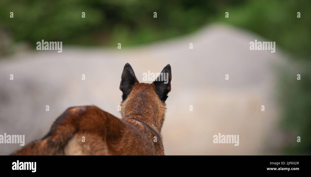 View from behind of a belgian malinois shepherd dog standing with ...