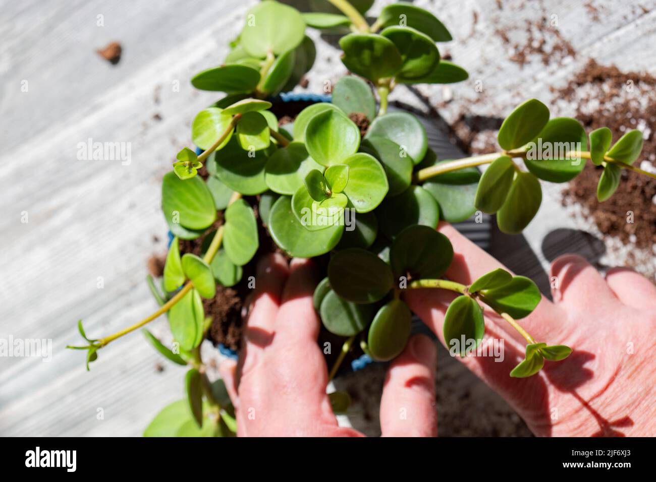 Peperomia tetraphylla hi-res stock photography and images - Alamy