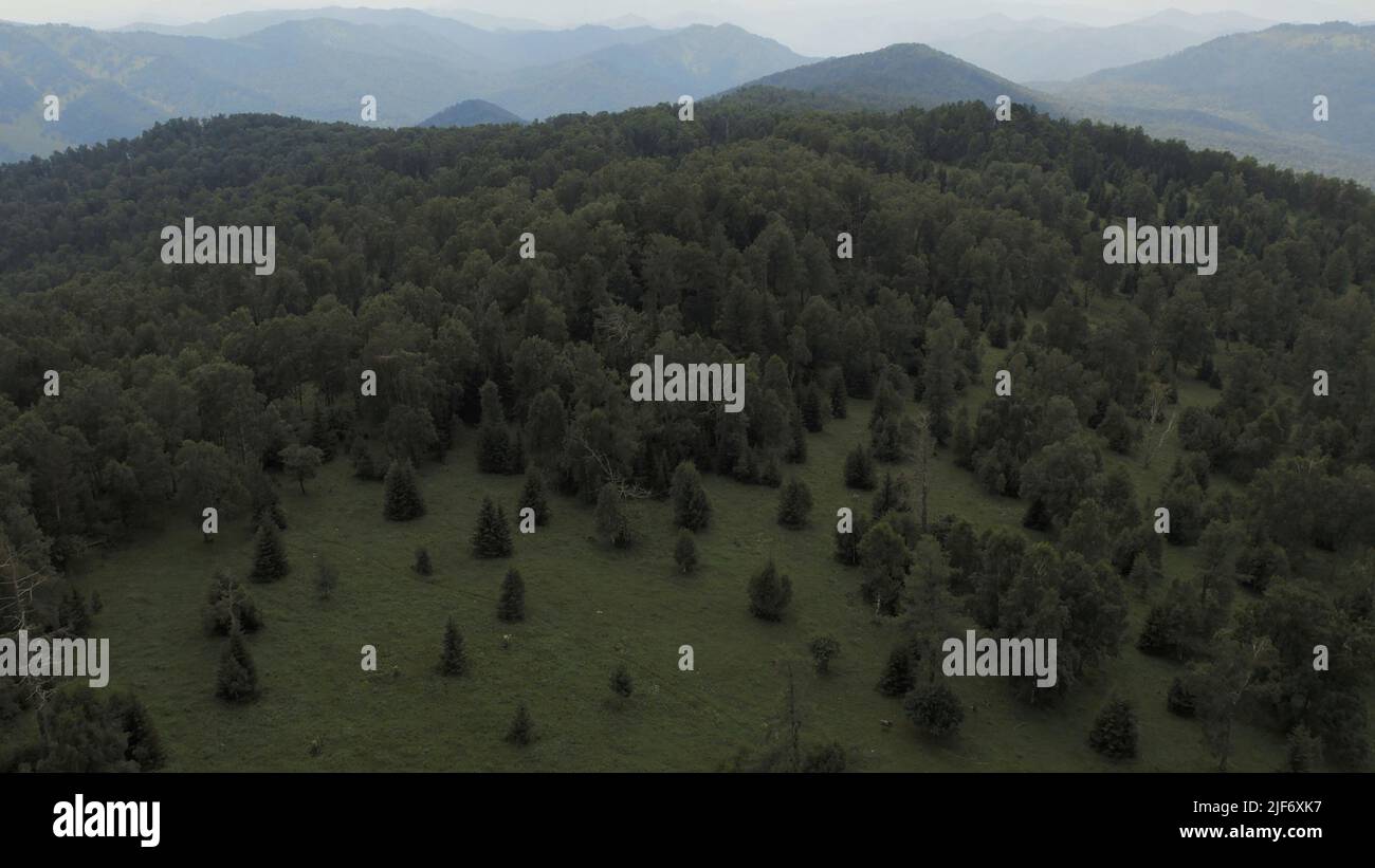 Green forest and valley on mountains of Manzherok under blue sky, Altai ...