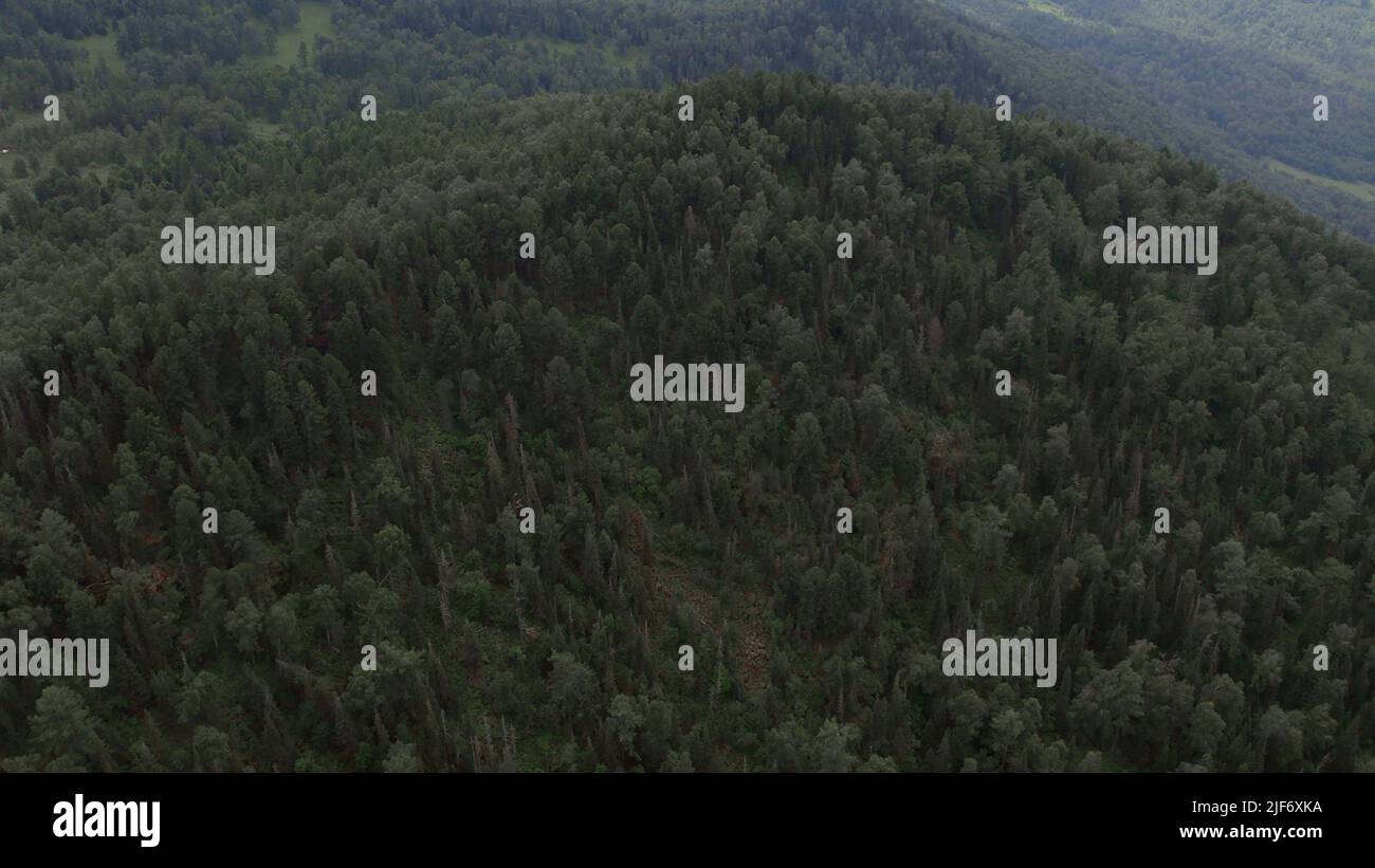 Deep green forest on mountains of Manzherok in summer time, Altai ...