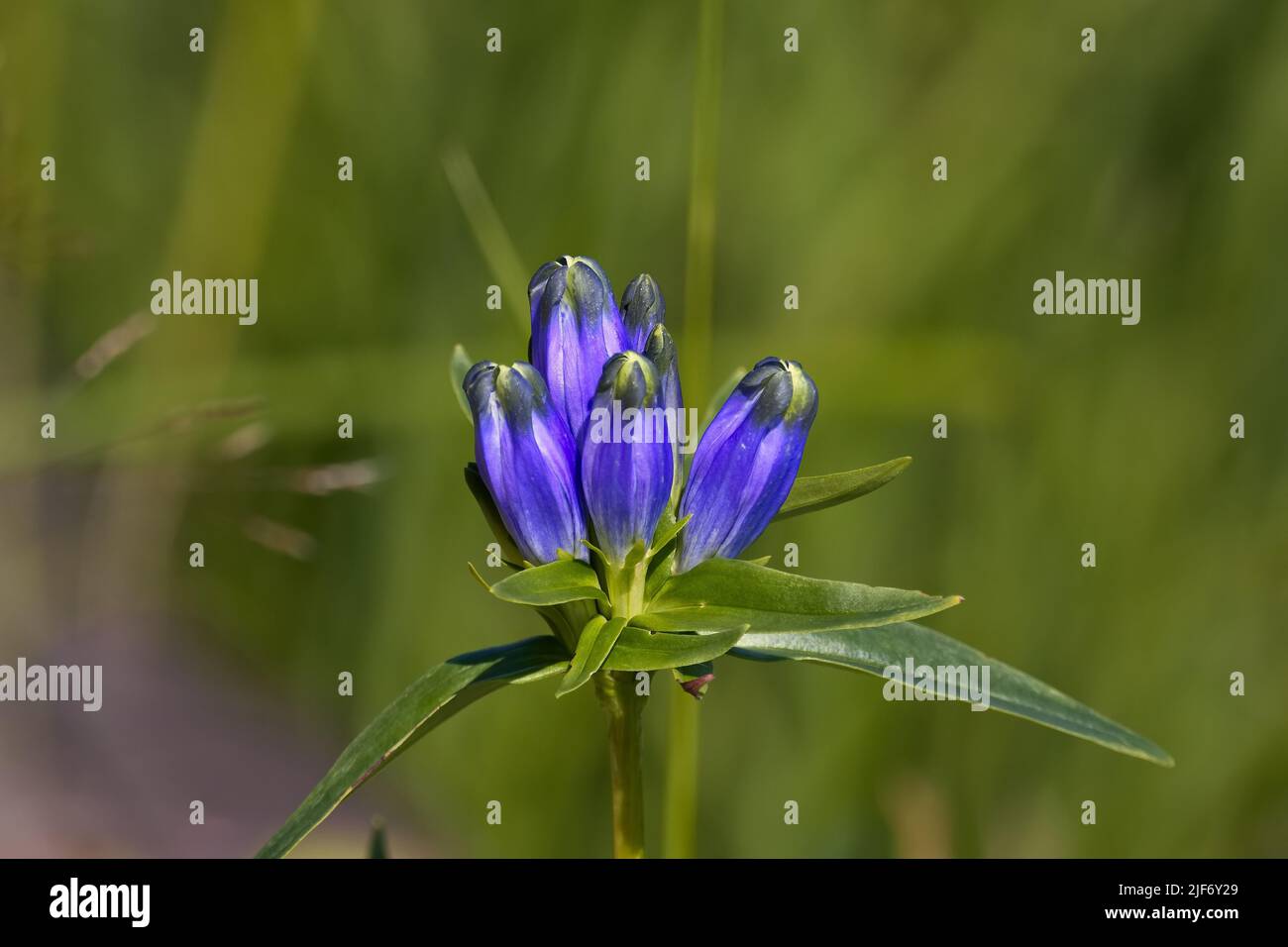 Gentiana linearis hi-res stock photography and images - Alamy