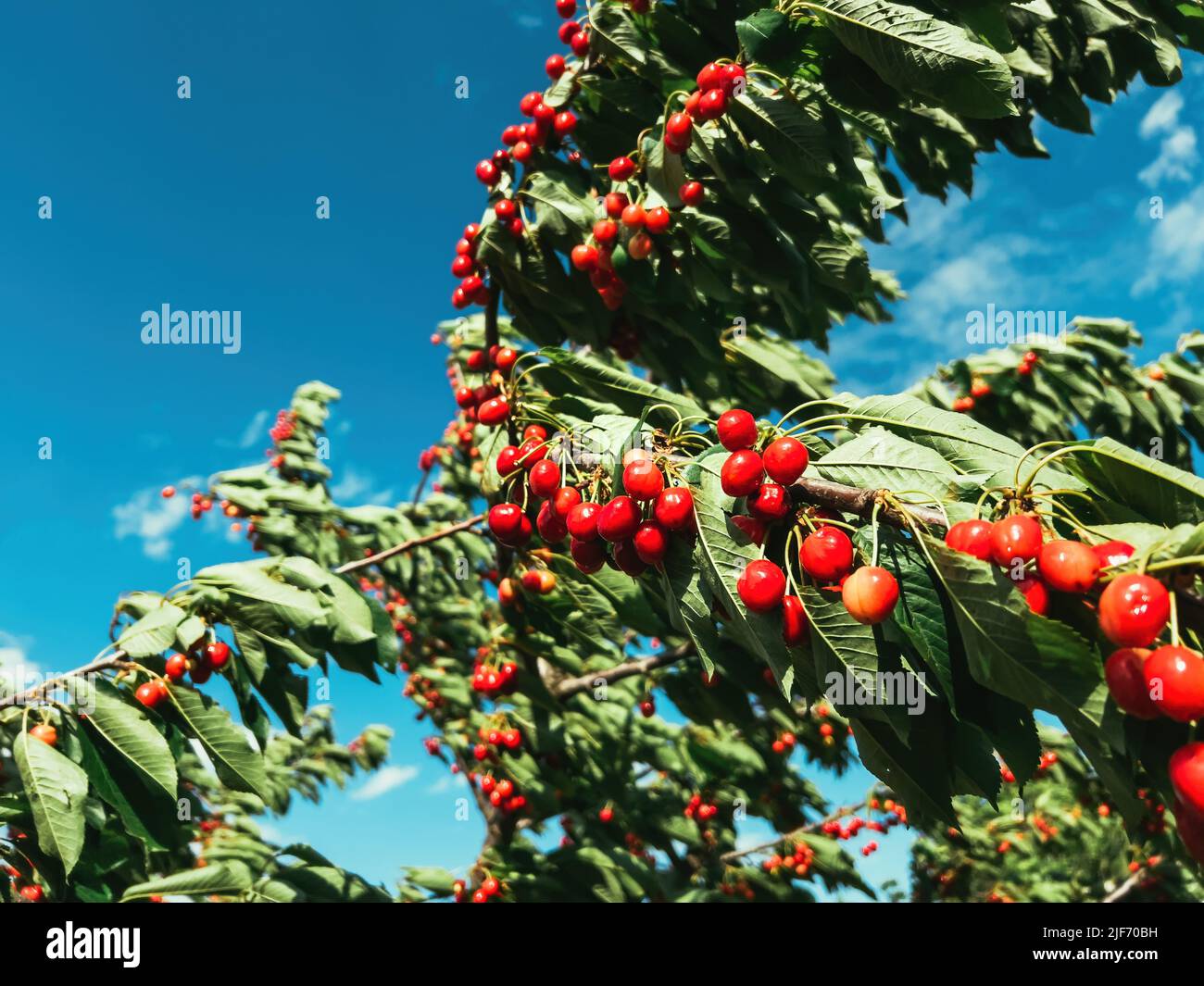Sweet cherry (Prunus avium) tree branches full of ripe red fruit in ...