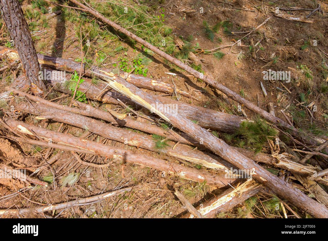 After removing the forest, digging up tree stumps and roots for the ...