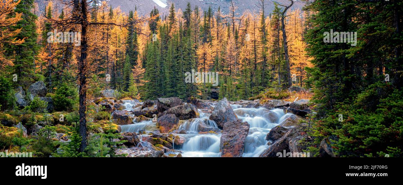 Stream flows from the Opabin Plateau past fall colored larch trees ...