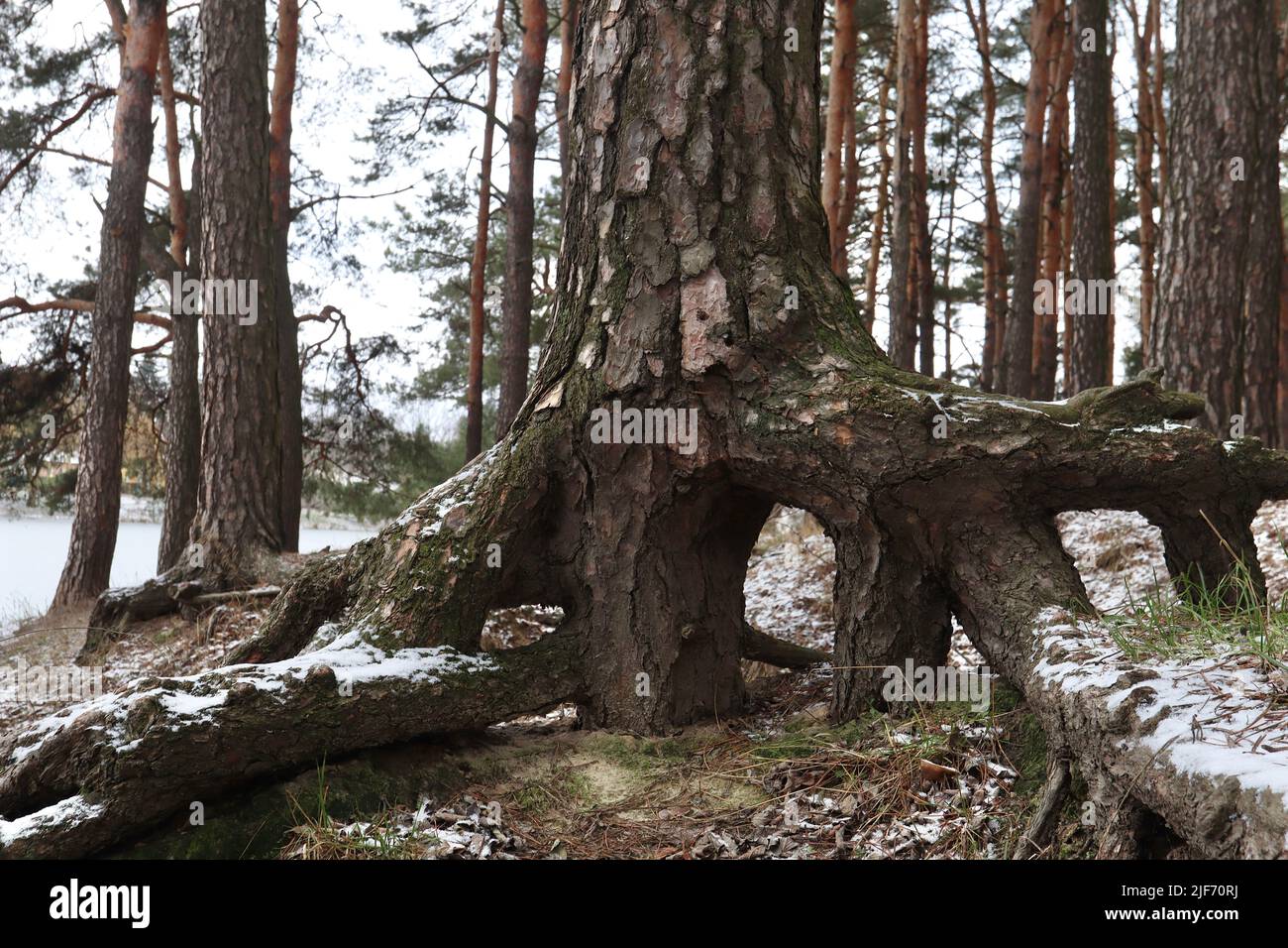 Pine with roots hi-res stock photography and images - Alamy