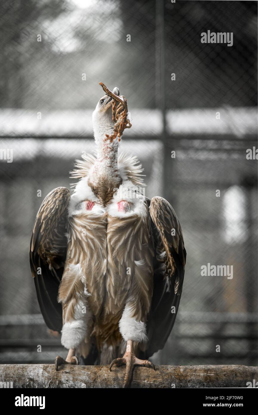 A vertical shot of a beautiful bird on the blurry background Stock ...