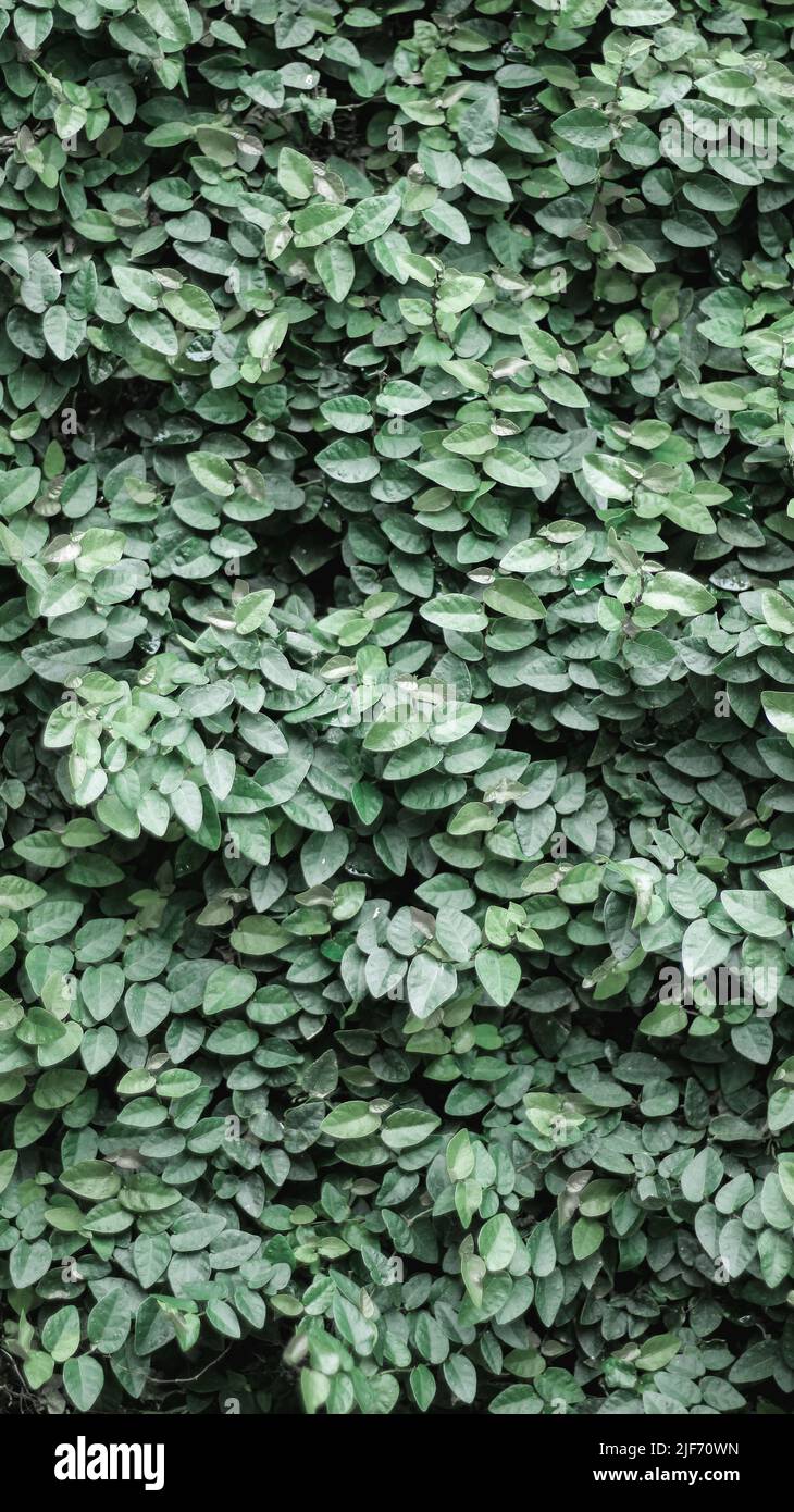 A vertical shot of climbing figs growing in the garden Stock Photo - Alamy
