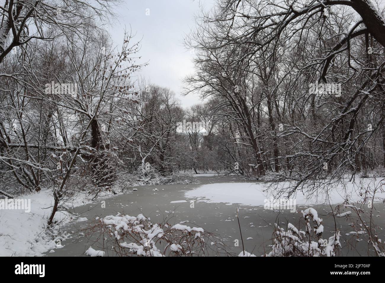 a lot of snow in the winter forest Stock Photo - Alamy