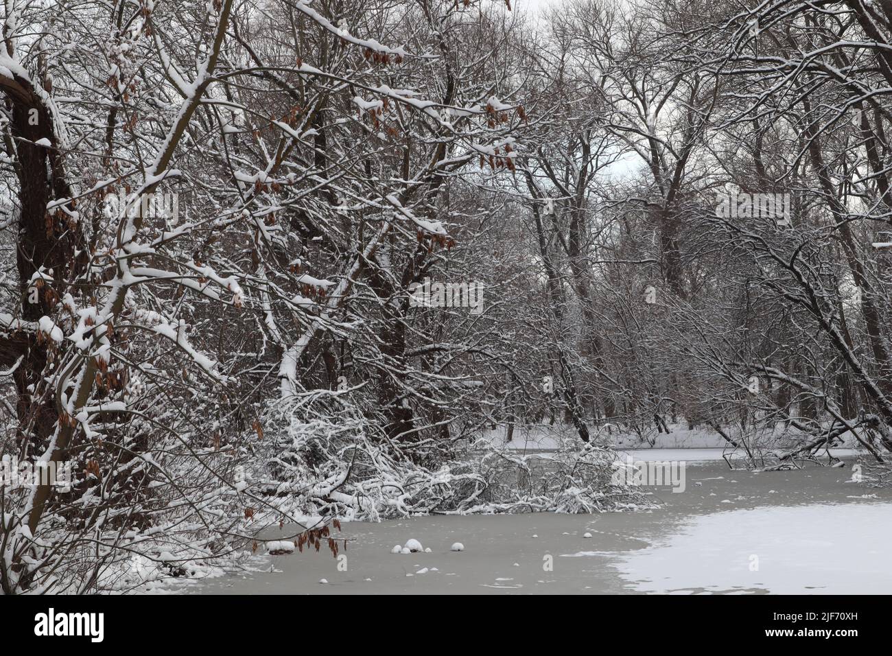 a lot of snow in the winter forest Stock Photo - Alamy