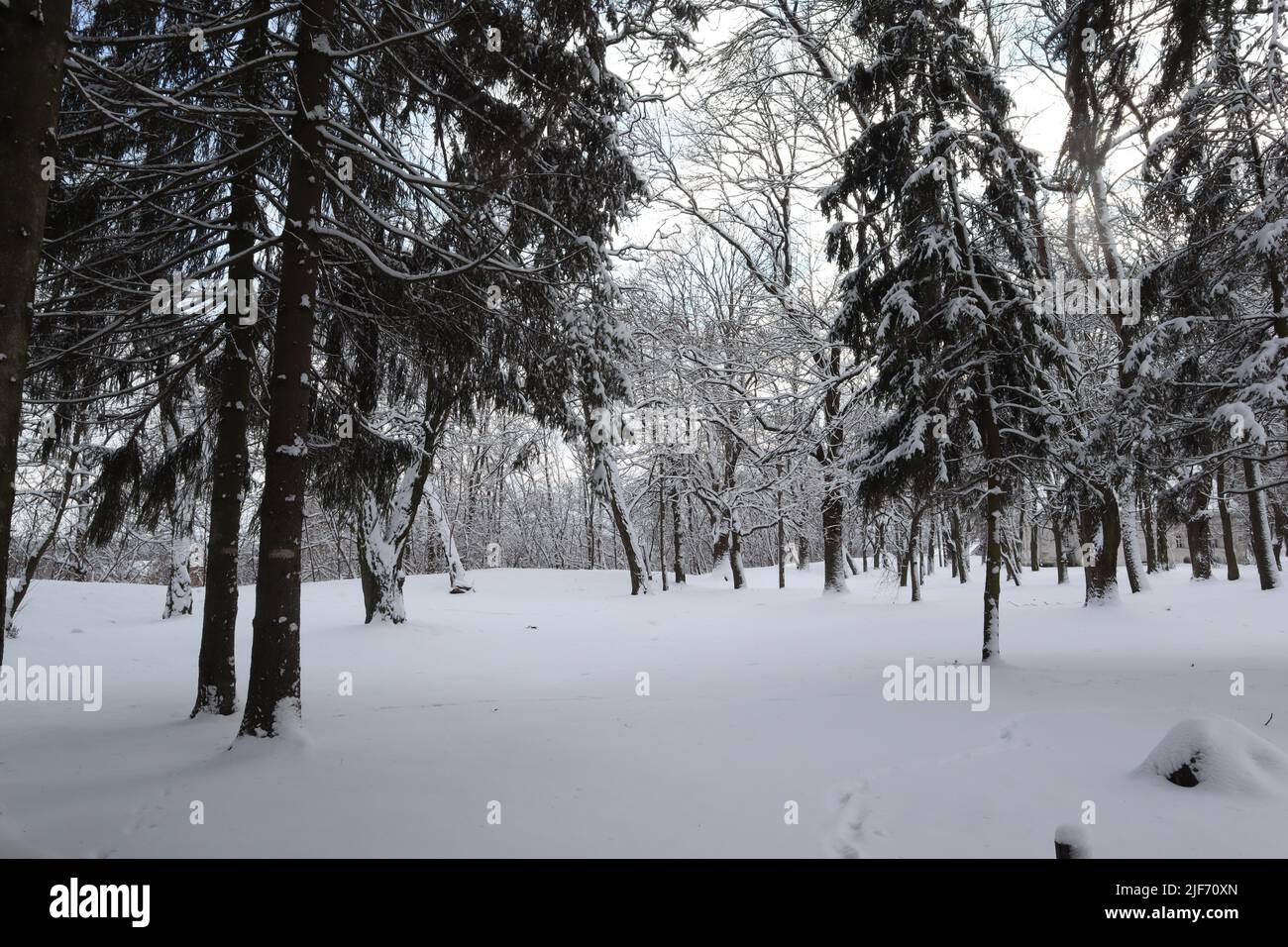 Beautiful falling snow in forest hi-res stock photography and images ...