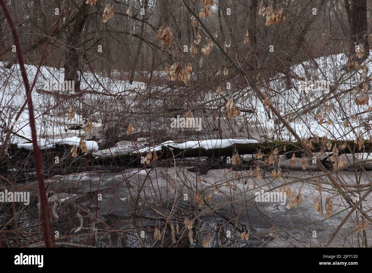 Winter scene trees plants hi-res stock photography and images - Alamy