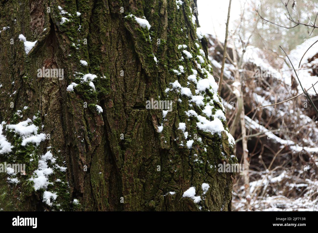 Mossy forest, winter woods Stock Photo - Alamy
