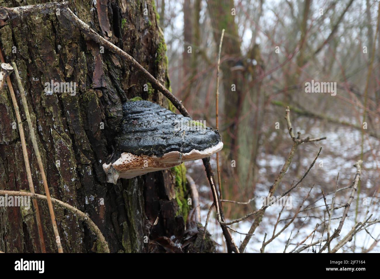 Snow white fungus growing hi-res stock photography and images - Alamy