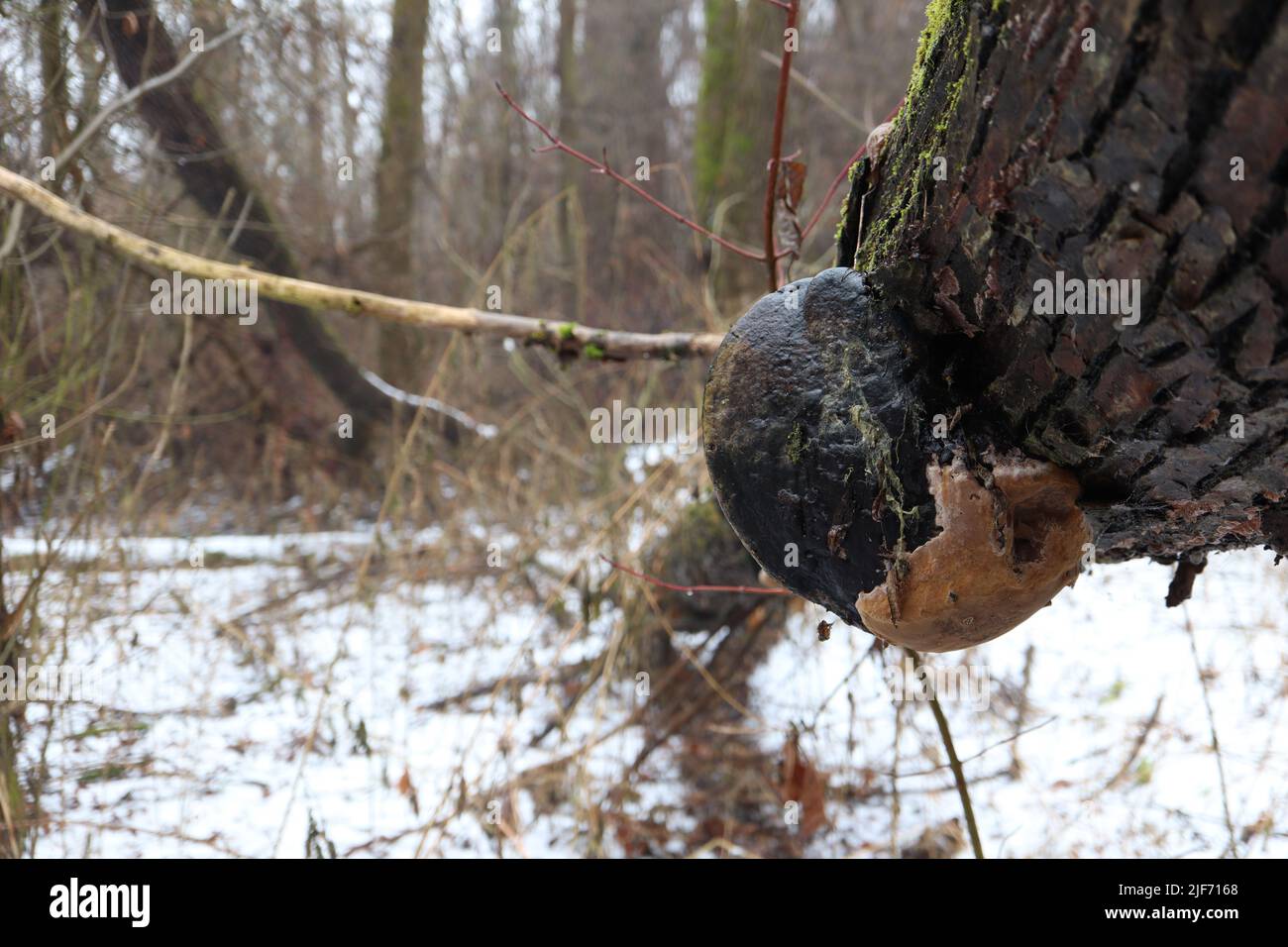 Winter fungi hi-res stock photography and images - Alamy