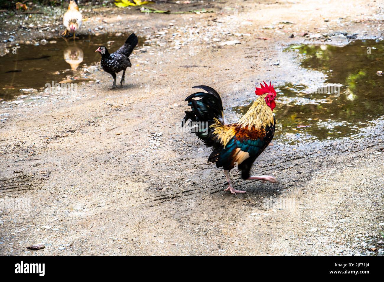 Kampong chickens hi-res stock photography and images - Alamy