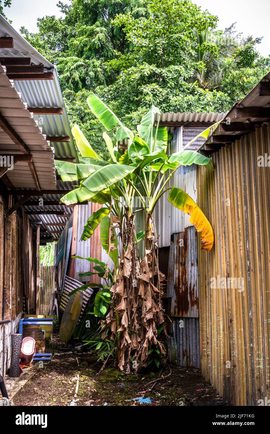 Banana tree at Kampong Lorong Buangkok, last surviving kampong, is a ...