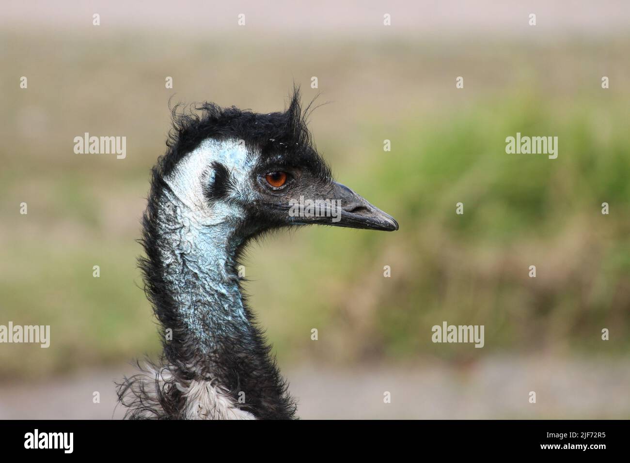 Australian Emu Portrait with green background Stock Photo - Alamy