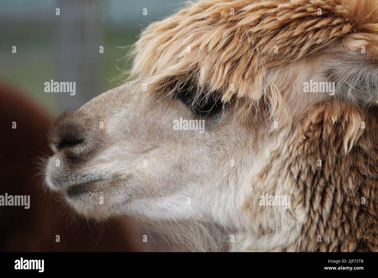 Beige Alpaca Portrait with green background Stock Photo - Alamy