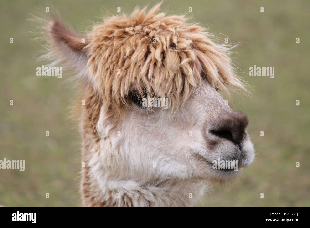 Beige Alpaca Portrait with green background Stock Photo - Alamy