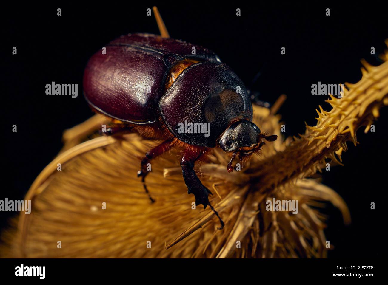 Female common rhinoceros hi-res stock photography and images - Alamy