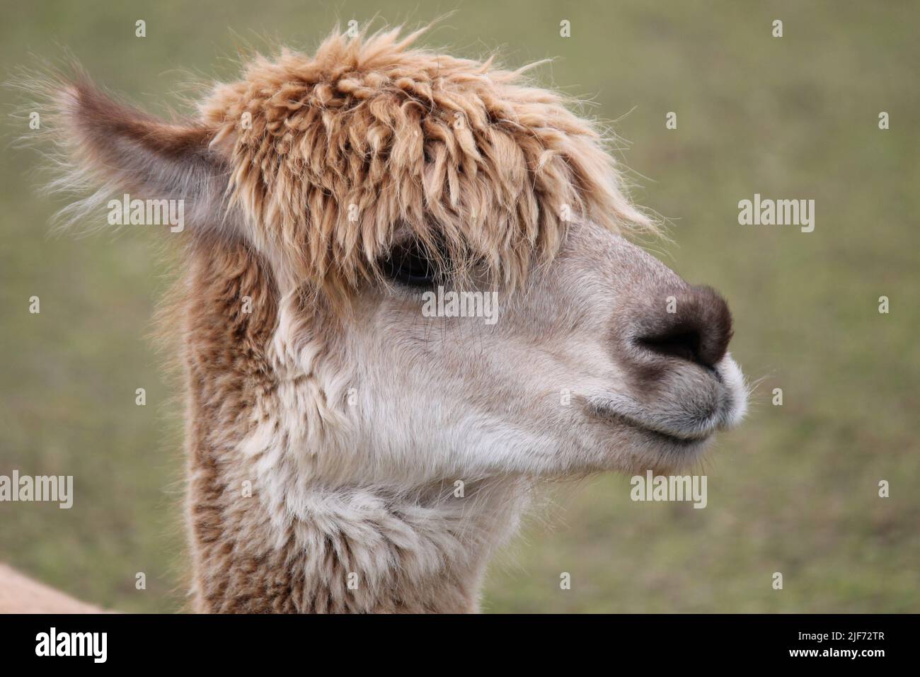 Beige Alpaca Portrait with green background Stock Photo - Alamy
