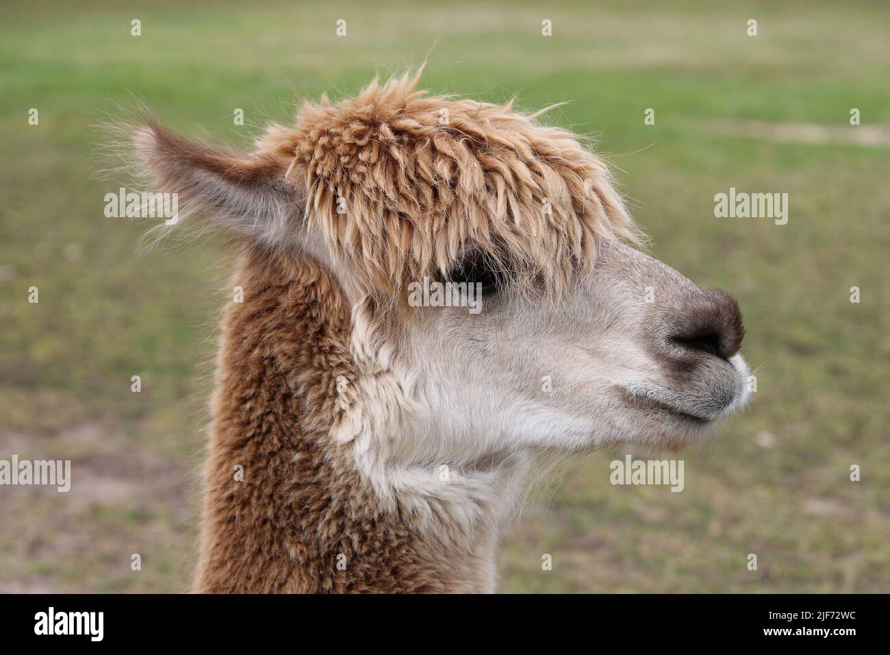 Beige Alpaca Portrait with green background Stock Photo - Alamy