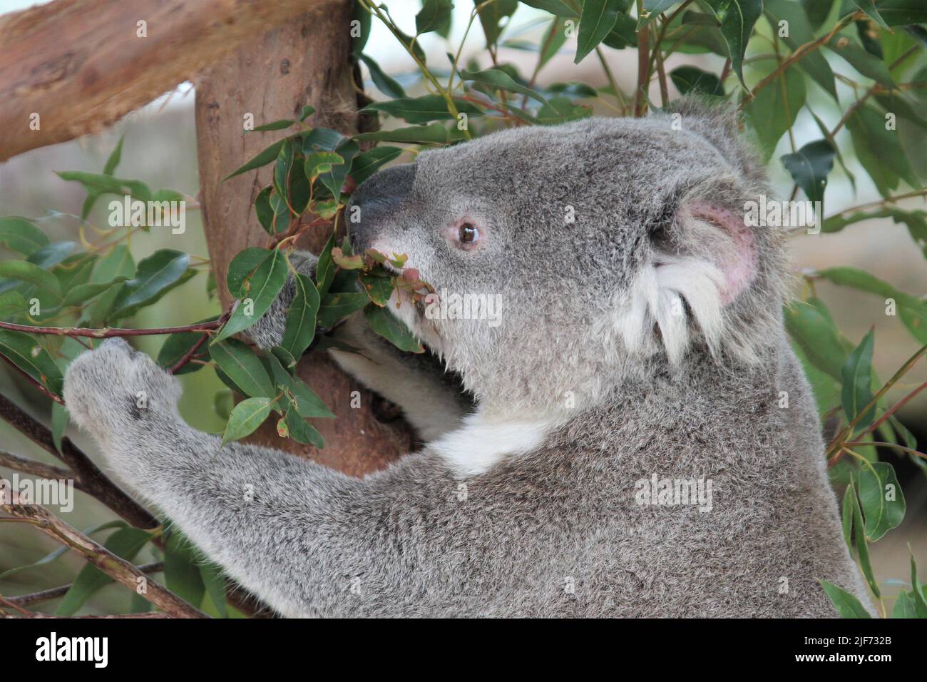 Koala in eucalyptus tree hi-res stock photography and images - Alamy