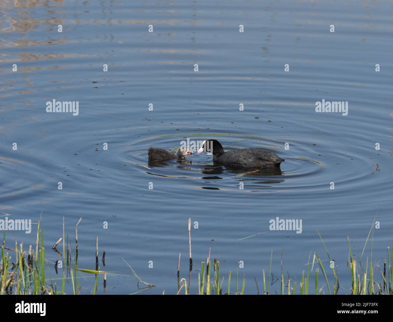Juvenile coot hi-res stock photography and images - Alamy