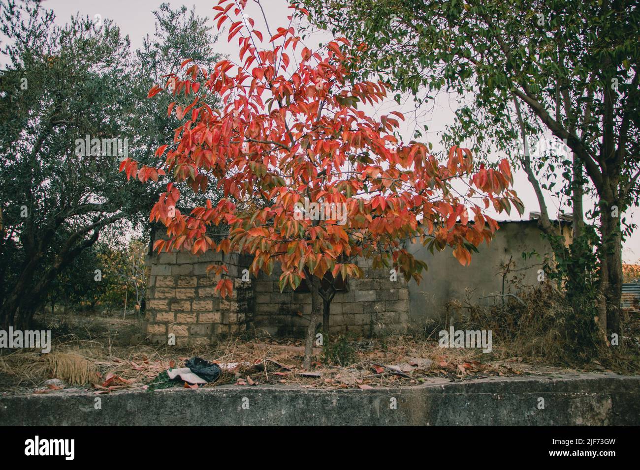 Special tree near the refugee camp. Halba is another village in the ...
