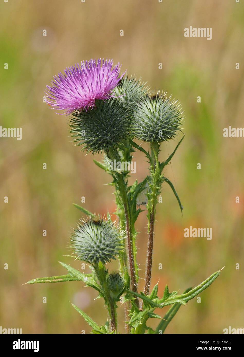 Flower milk thistle hi-res stock photography and images - Alamy