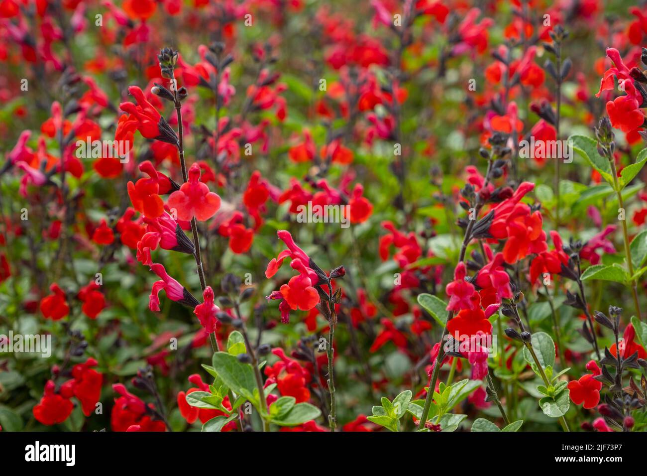 Dragon pea hi-res stock photography and images - Alamy