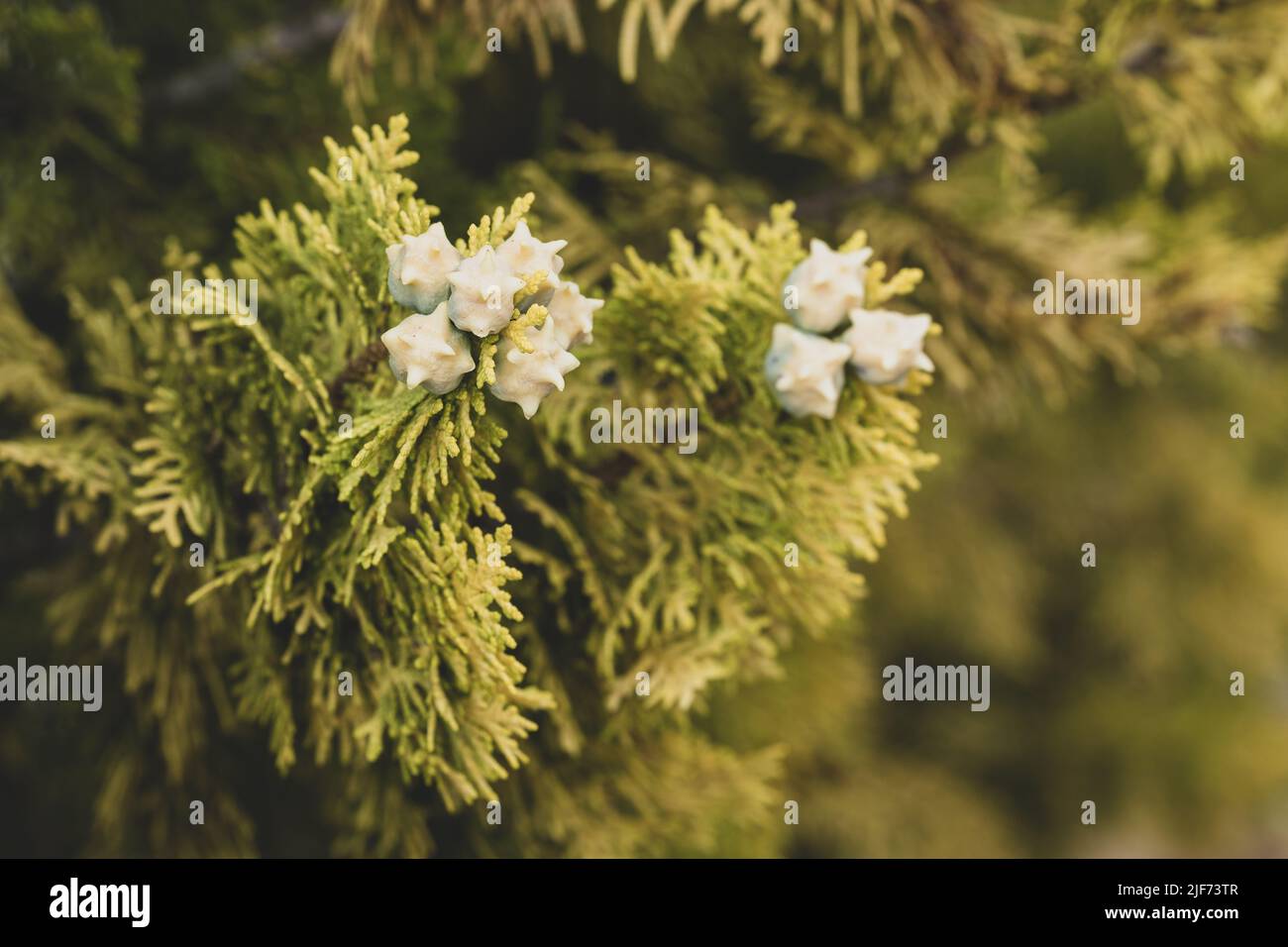Thuja standishii foliage and cones. A twig of a coniferous evergreen ...
