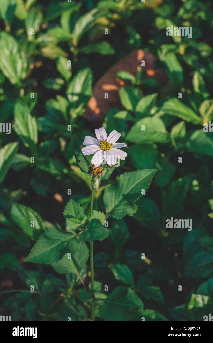 A vertical closeup of Bidens pilosa, black-jack flower Stock Photo - Alamy
