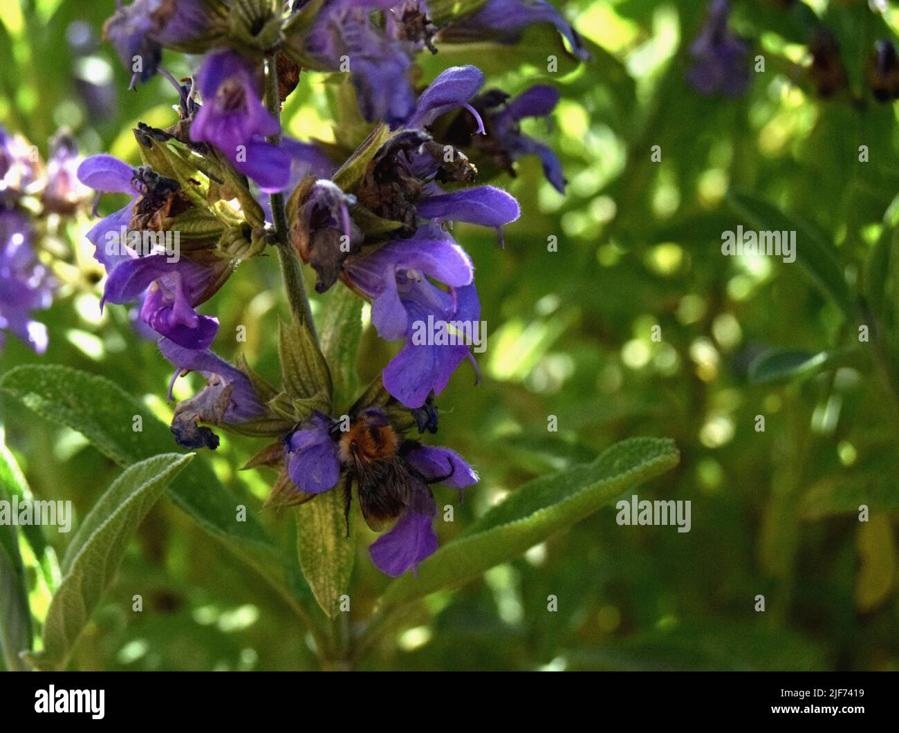 Bee on Sage plant Stock Photo - Alamy