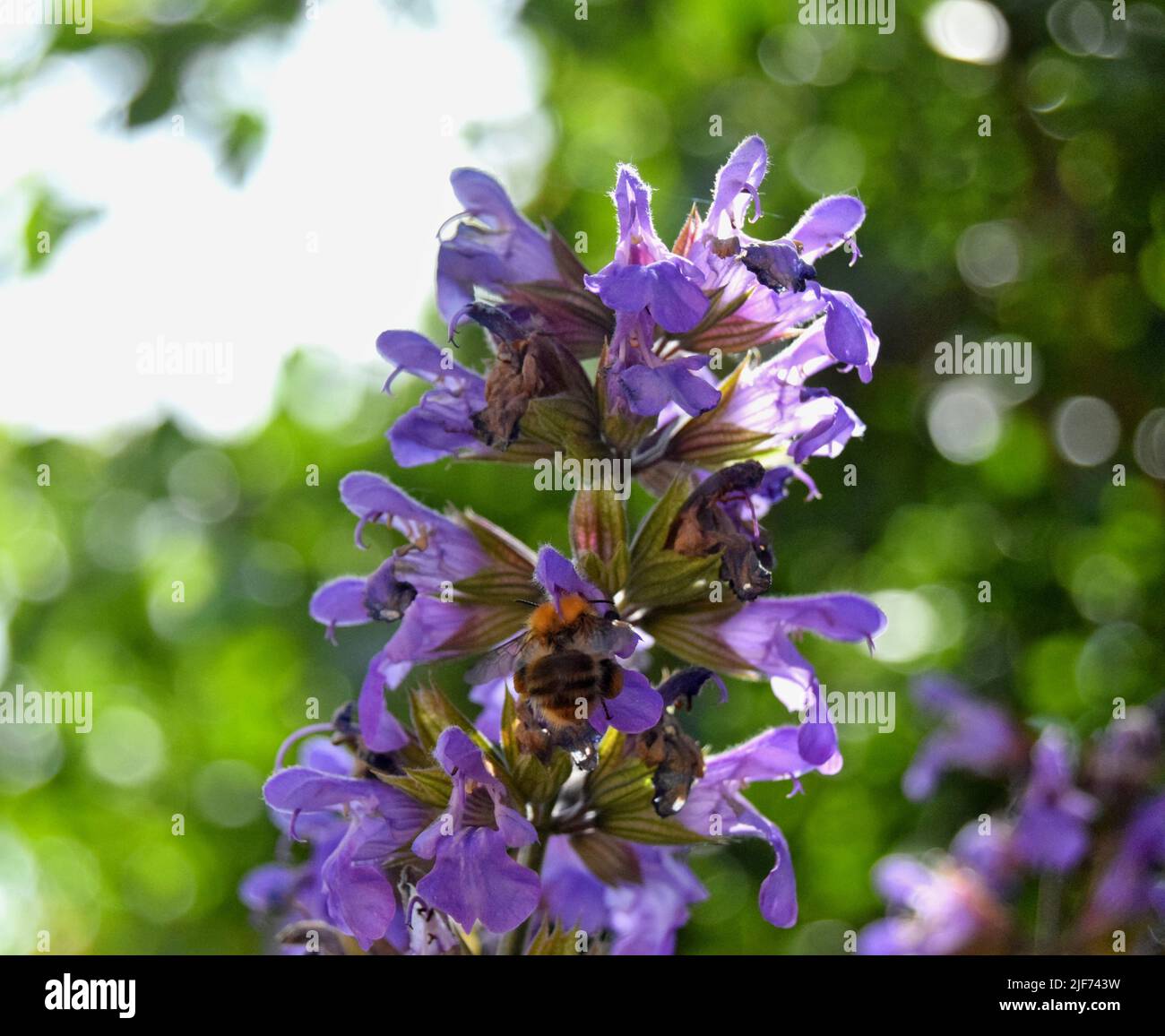 Bee on Sage plant Stock Photo - Alamy