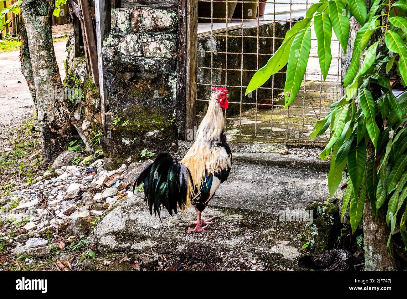 Kampong Chicken spotted at Kampong Lorong Buangkok, last surviving ...