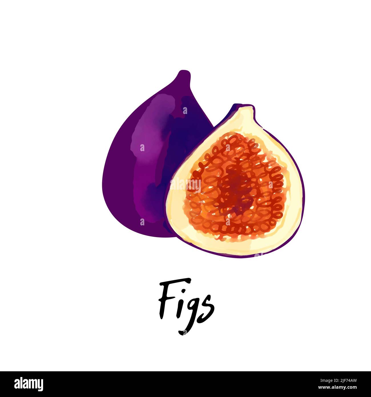 Illustration of a figs isolated on a white background Stock Vector ...