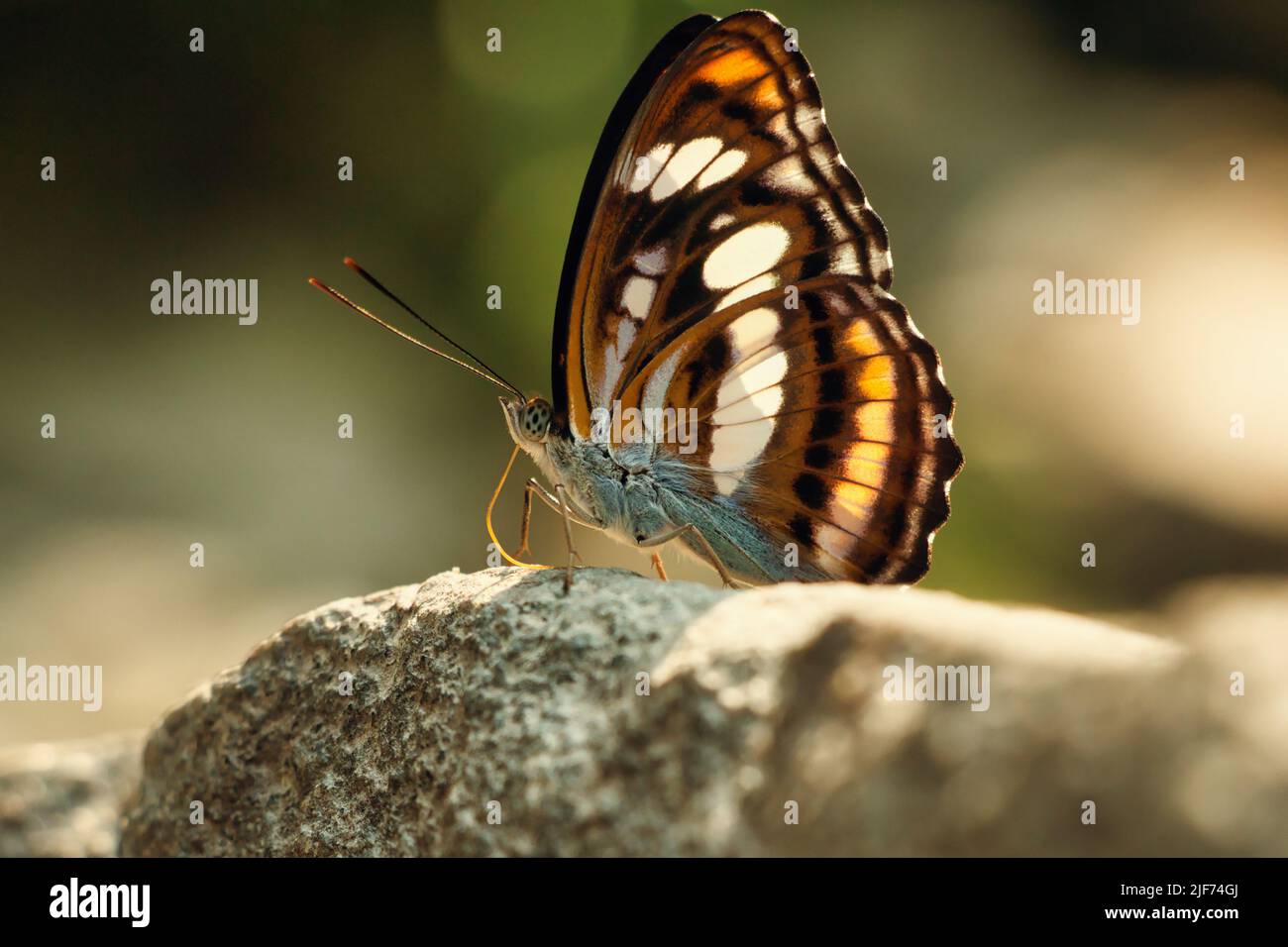A Beautiful Butterfly Up Close Stock Photo - Alamy