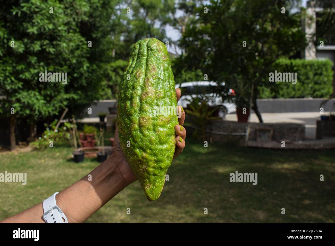 Female holding Indian fruit Bijora or Citron fruit, Sweet citrus fruit ...